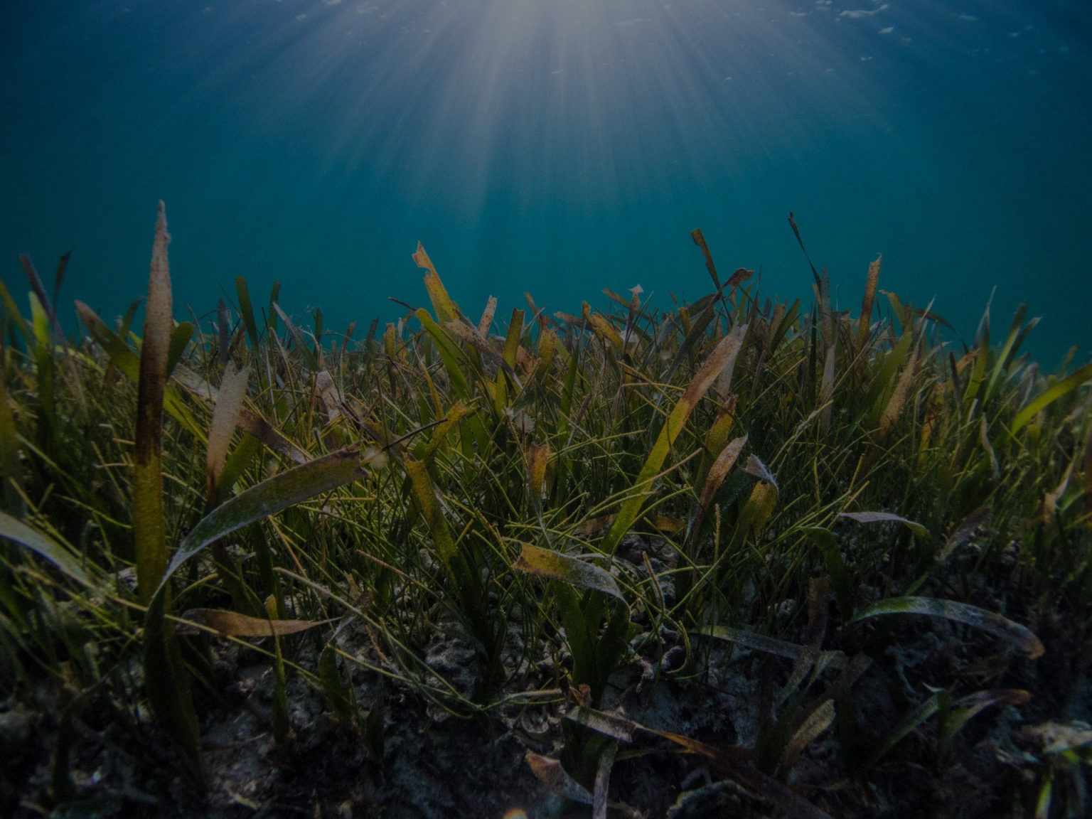 World Seagrass Day and Seagrass Awareness Month at Project Seagrass ...