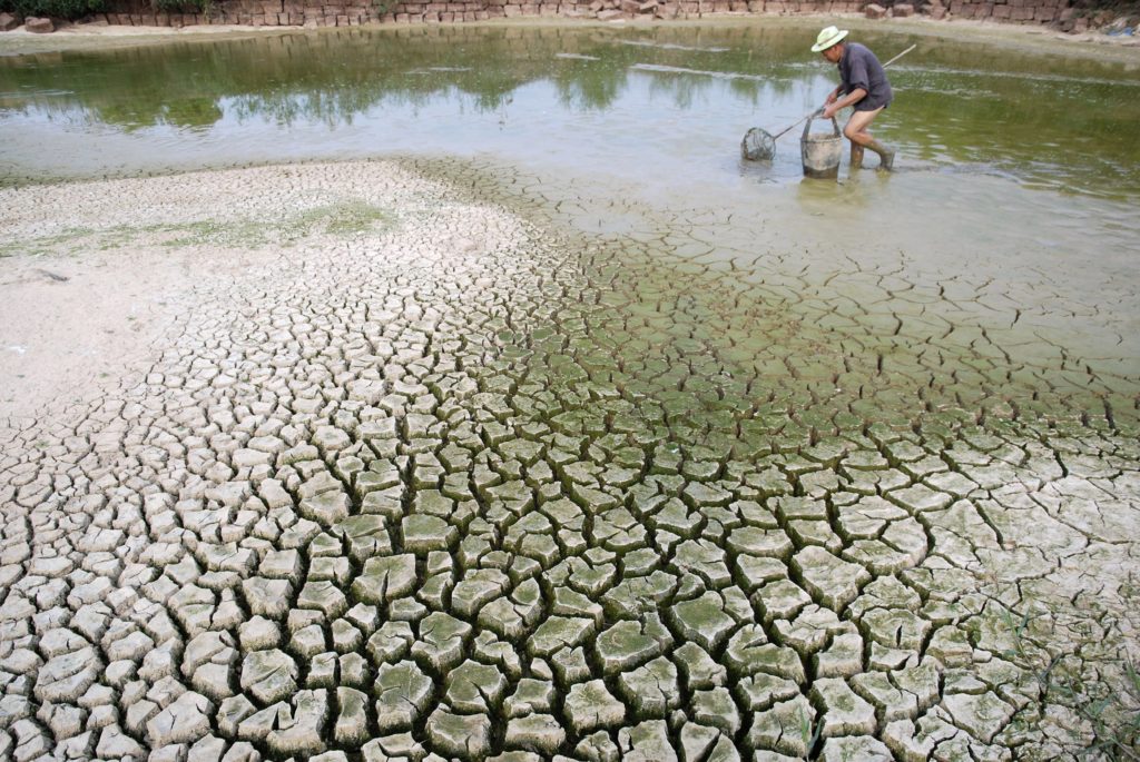 Why Save Seagrass | Project Seagrass