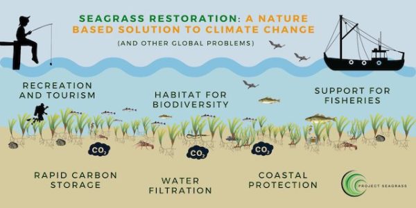 Education Resources | Project Seagrass