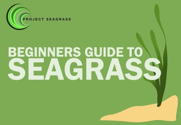 Education Resources | Project Seagrass
