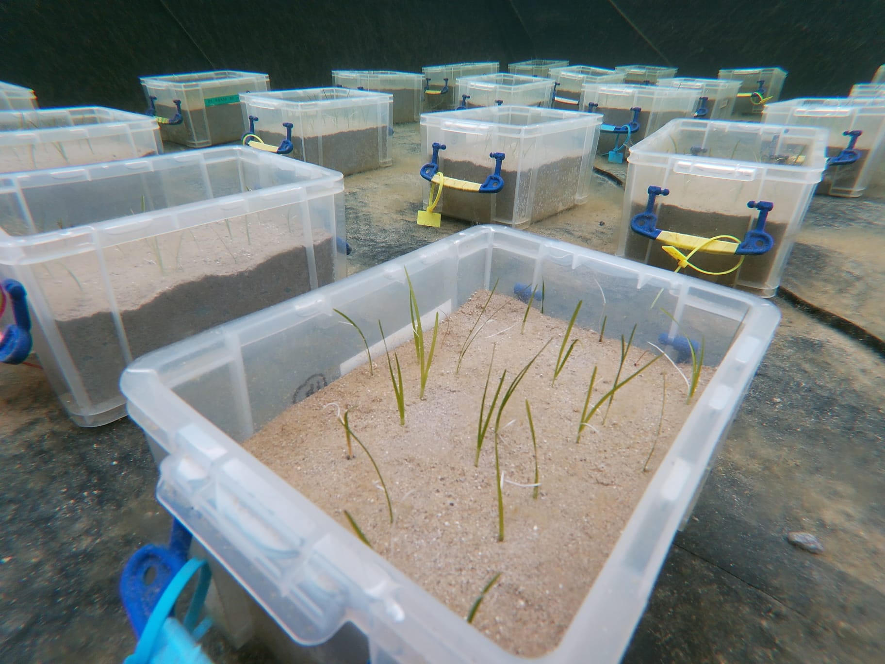 Seagrass Nursery News - Vol. 10 - Project Seagrass