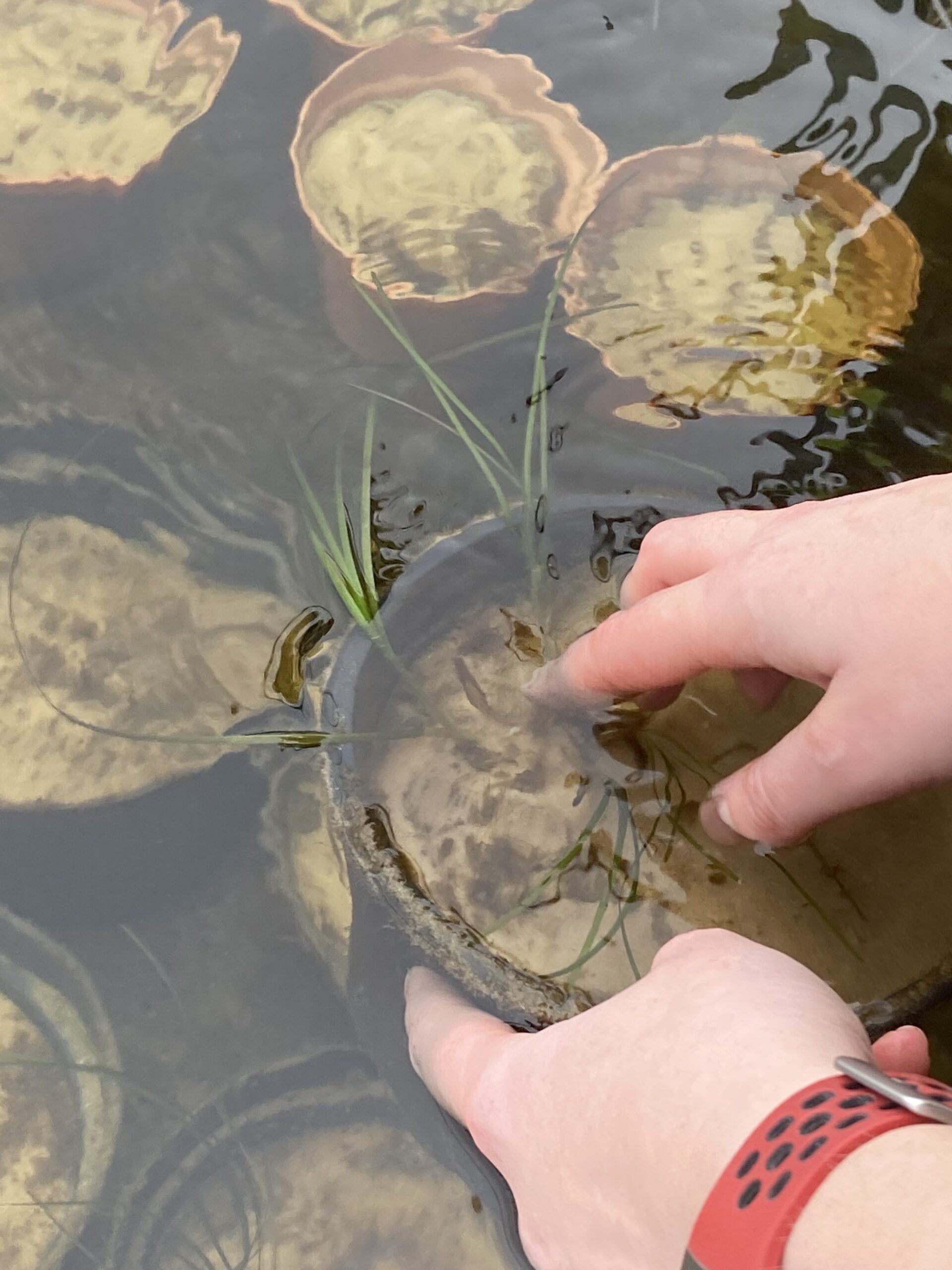 Nursery News Vol. 15 - Project Seagrass