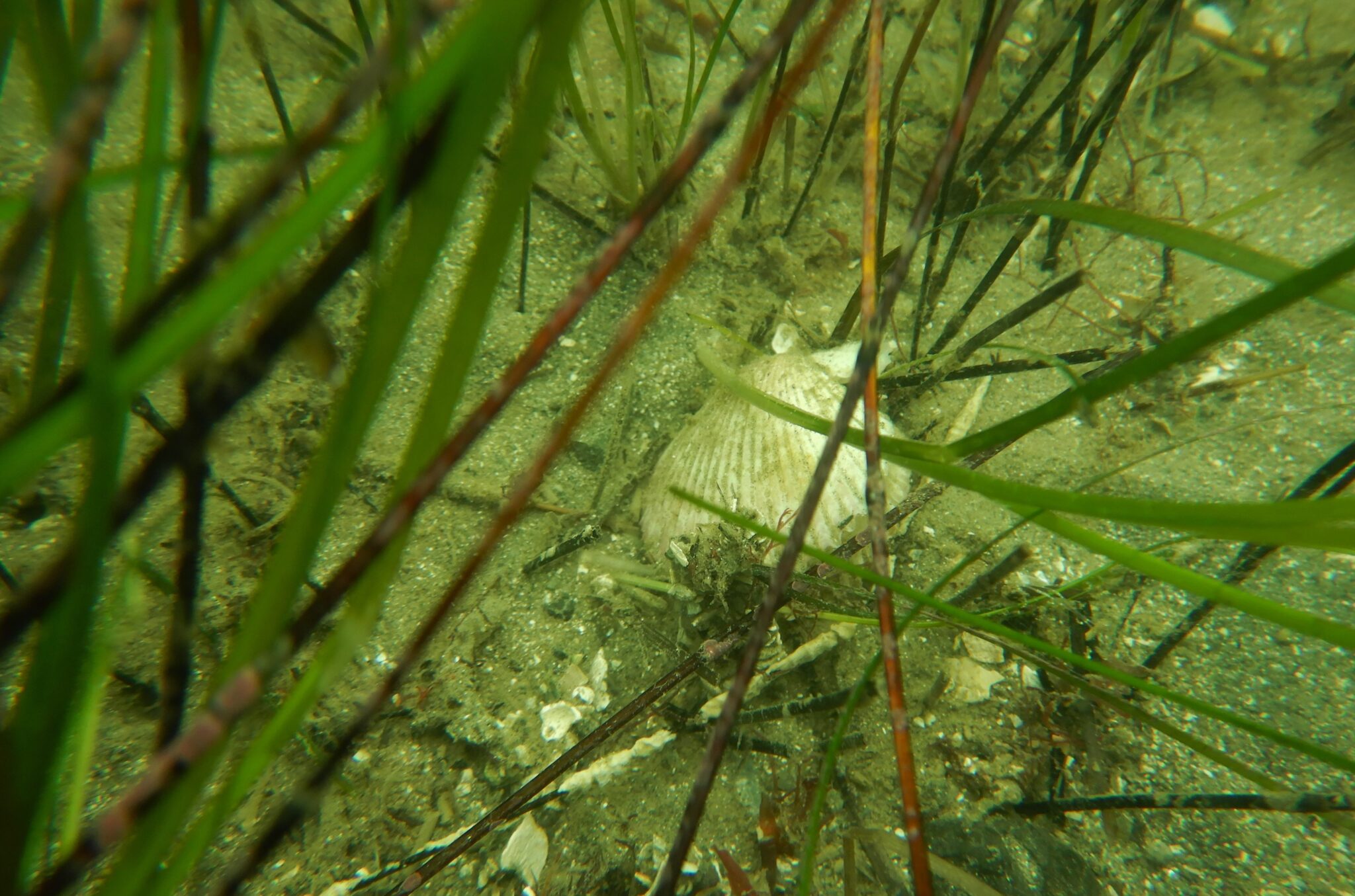Visiting one of the worlds most remote seagrass meadows | Project Seagrass