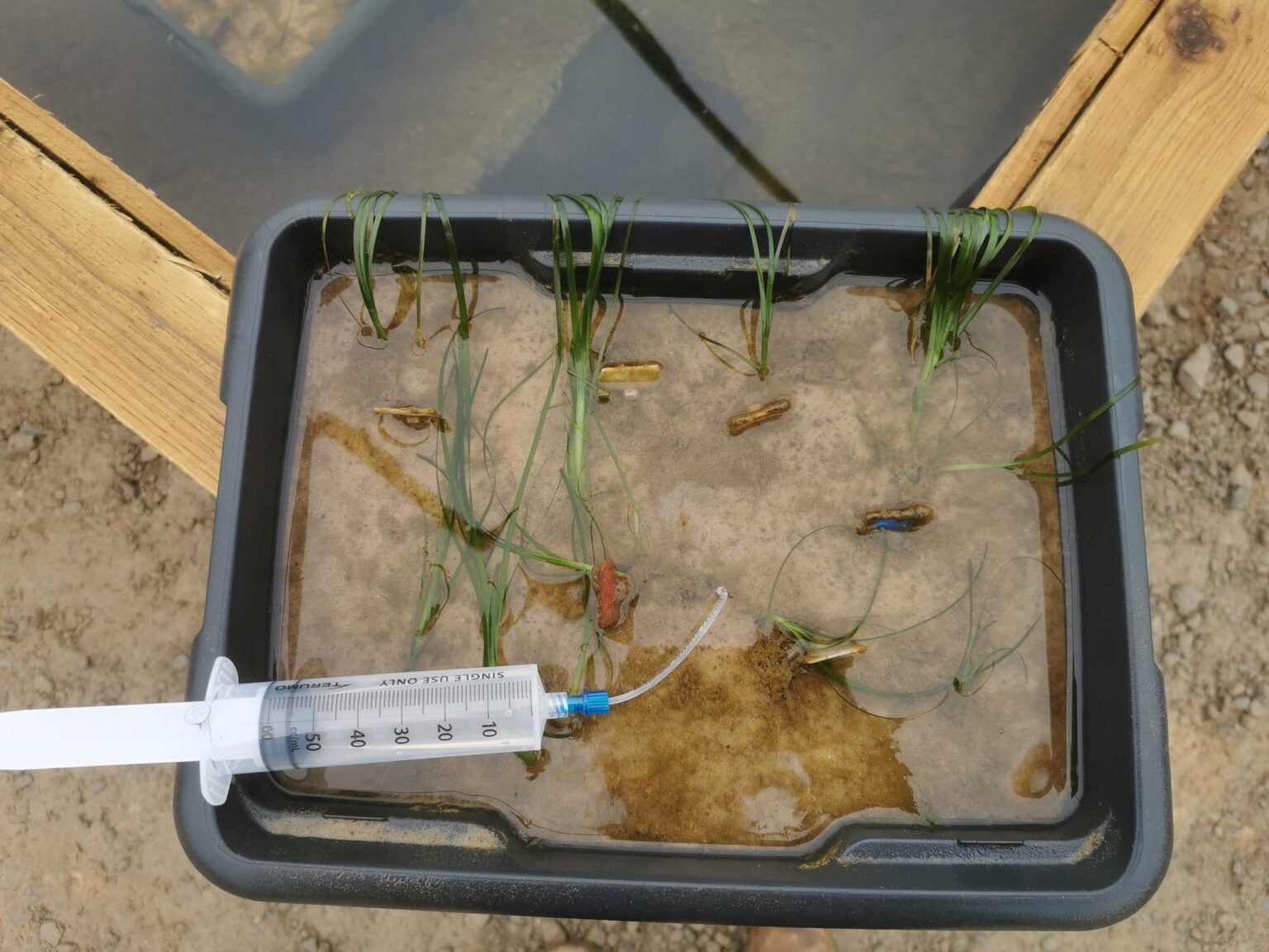 Nursery - Project Seagrass