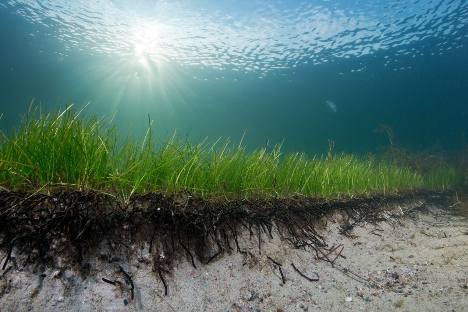 How eelgrass spread around the world - Project Seagrass
