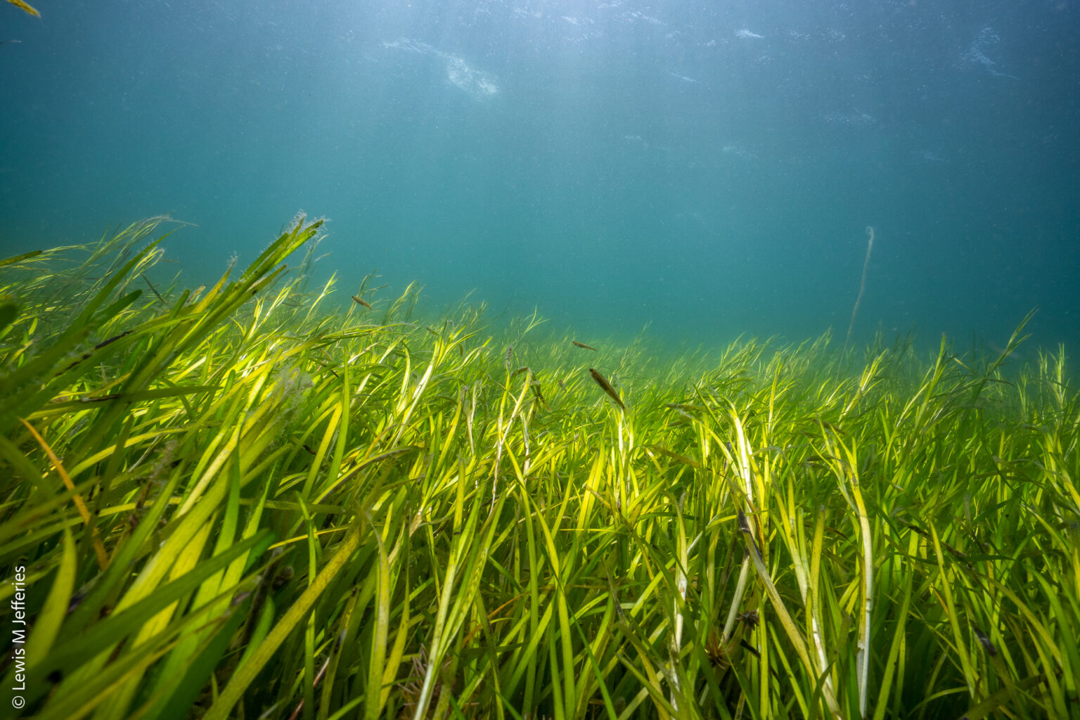 South Wales project - Project Seagrass