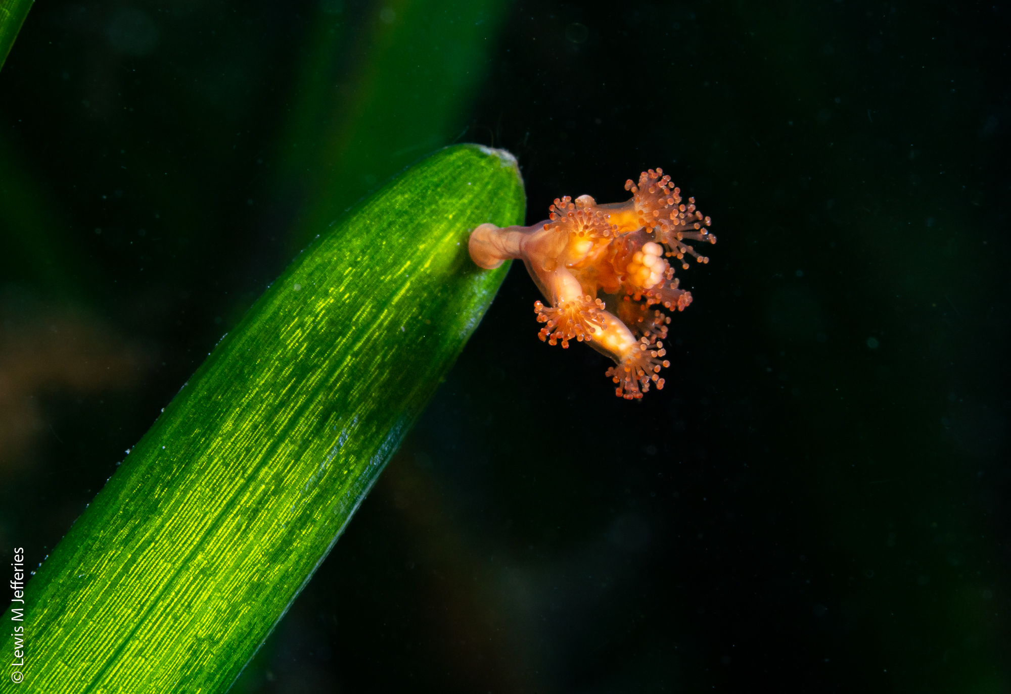 Restoration Forth - Project Seagrass