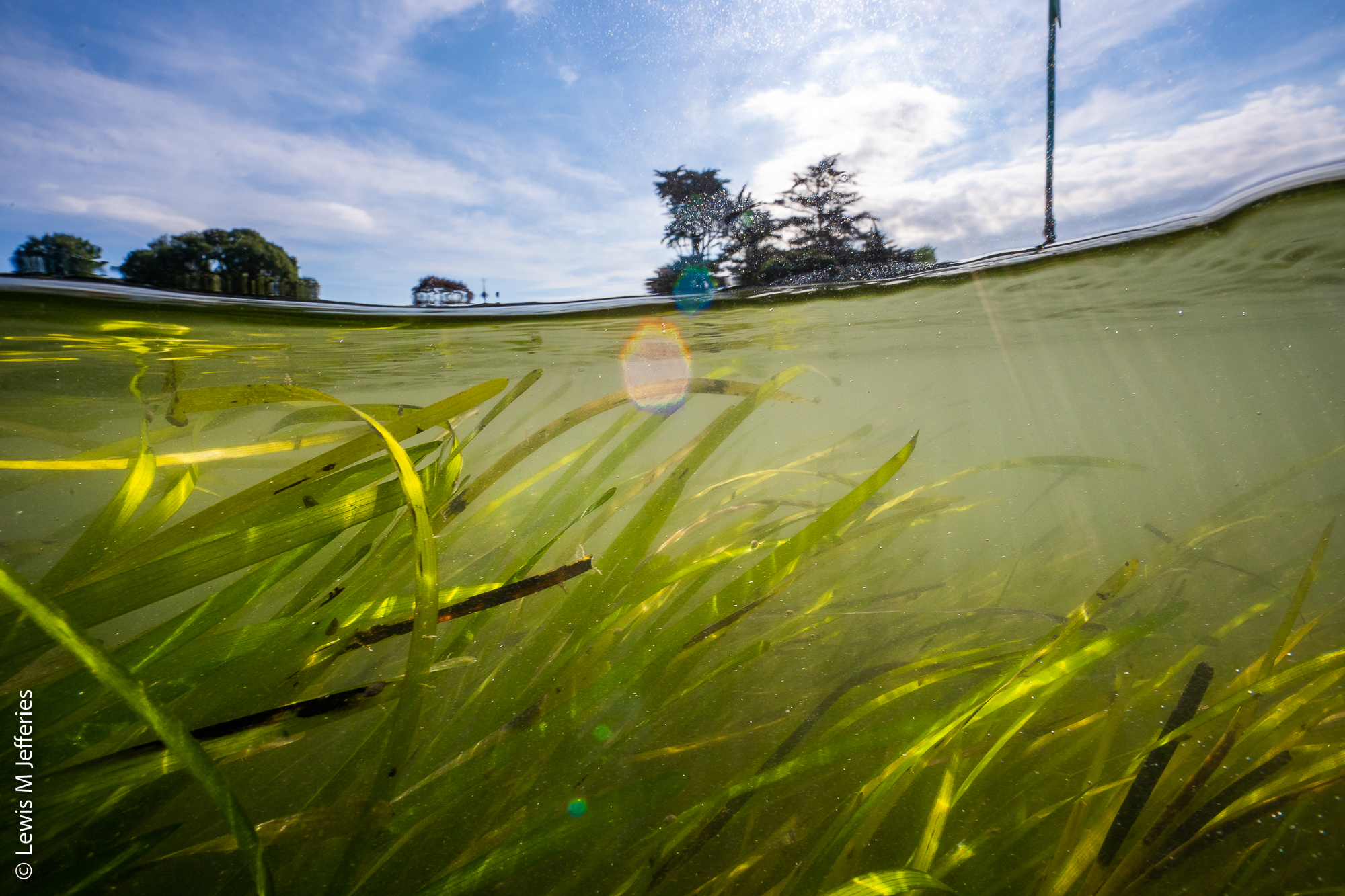 SOR Solent - Project Seagrass