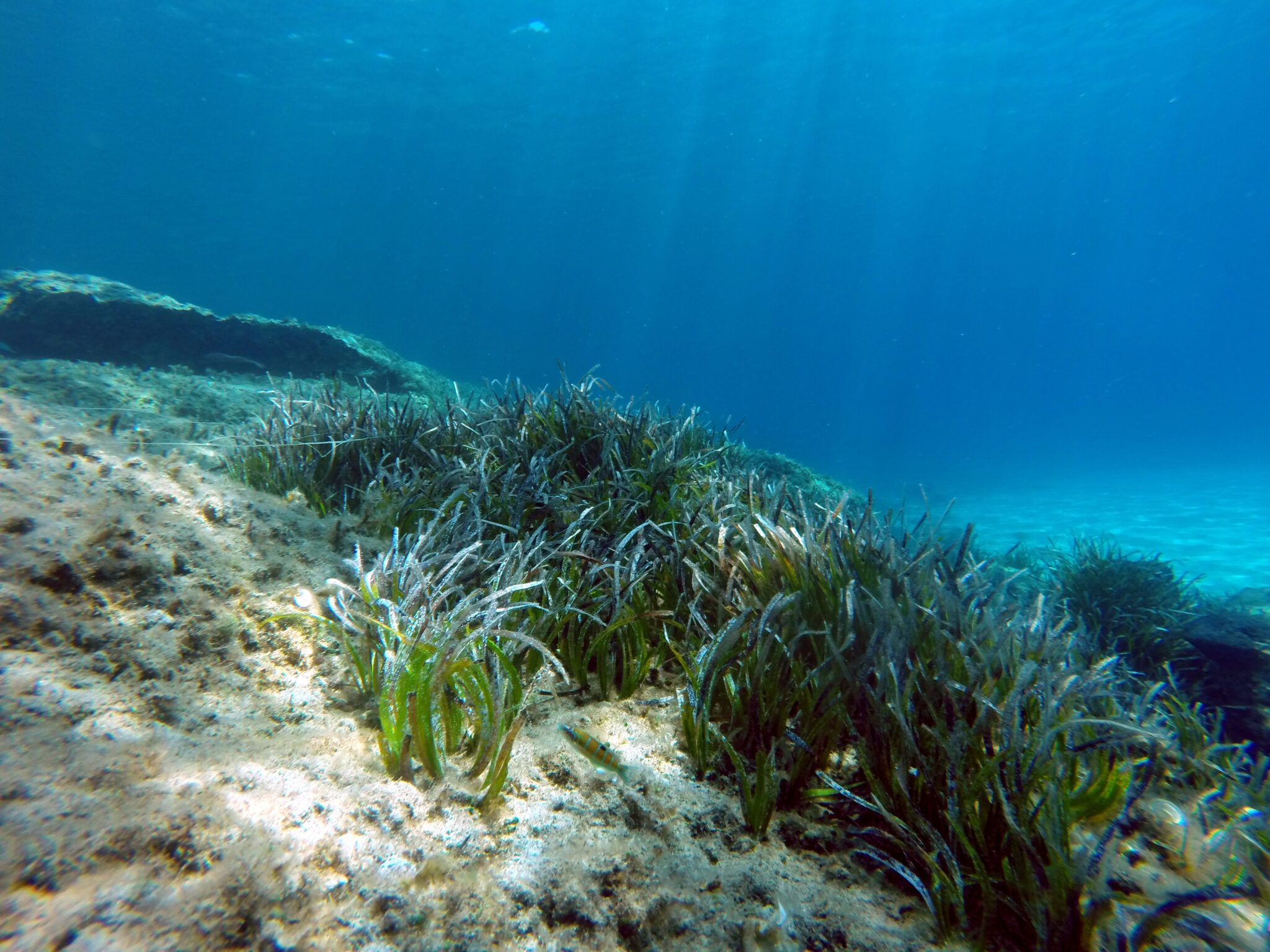 Homepage - Project Seagrass
