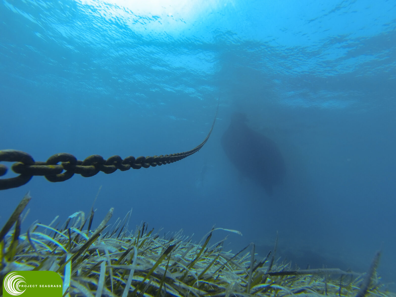 Homepage - Project Seagrass