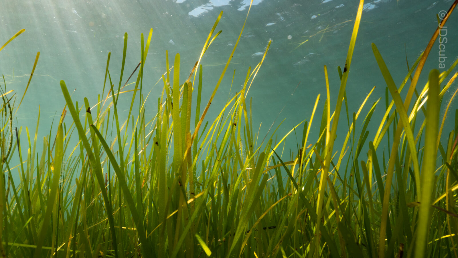 Homepage - Project Seagrass