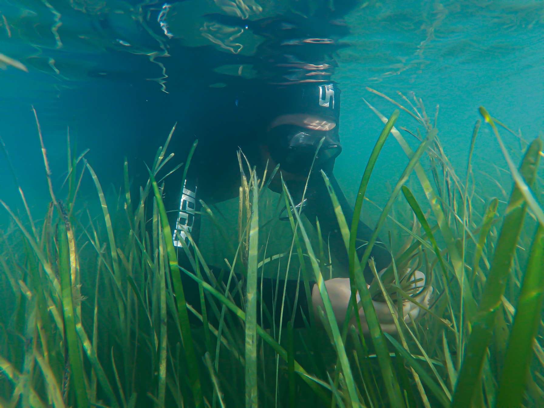 Protecting Seagrass - Project Seagrass