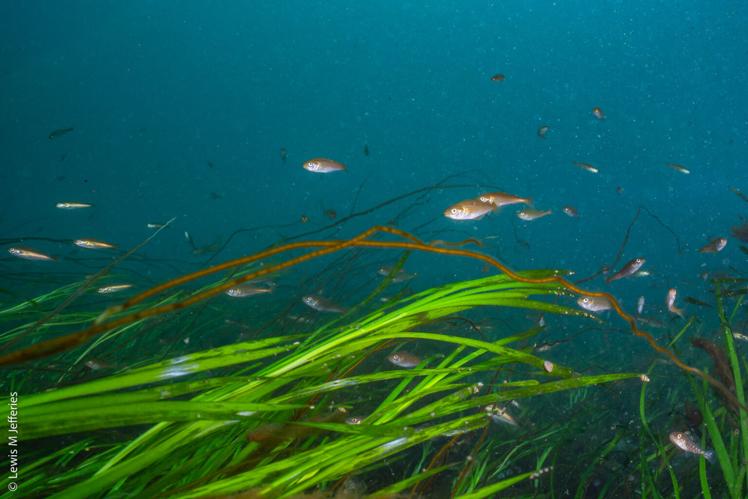 Why Seagrass - Project Seagrass