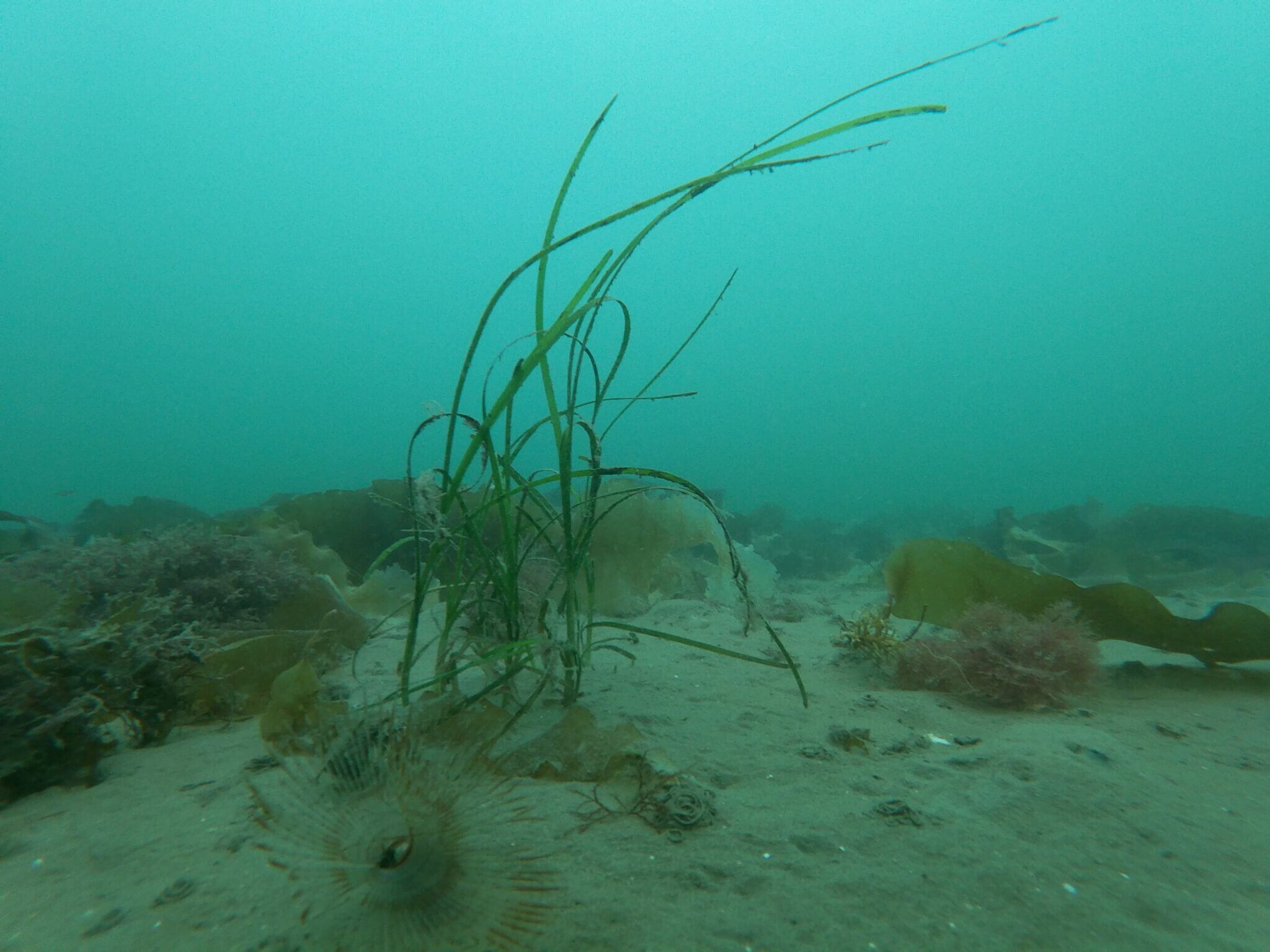 Publications - Project Seagrass