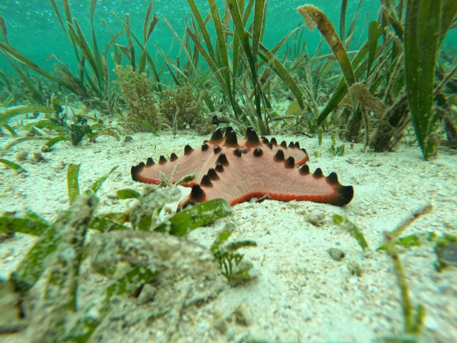 Why Seagrass | Project Seagrass