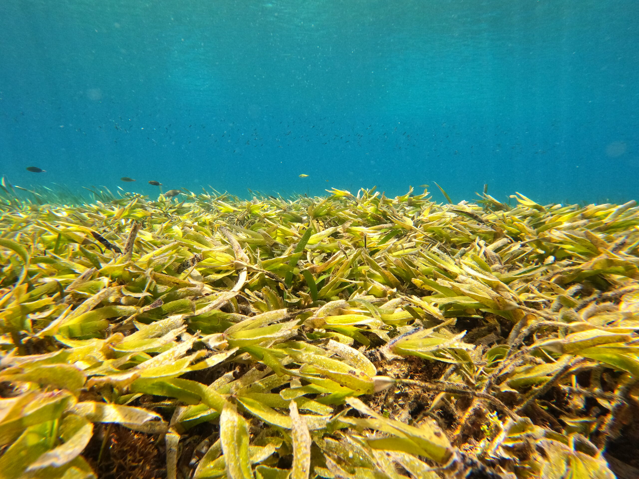 Supporter, Partners & Funders - Project Seagrass