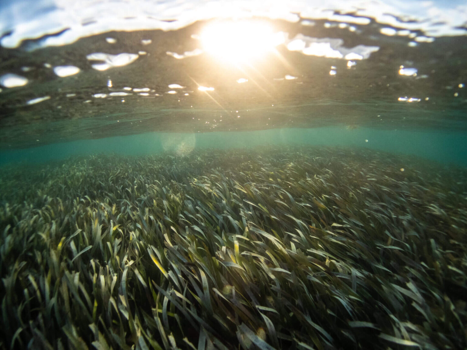Why Seagrass - Project Seagrass