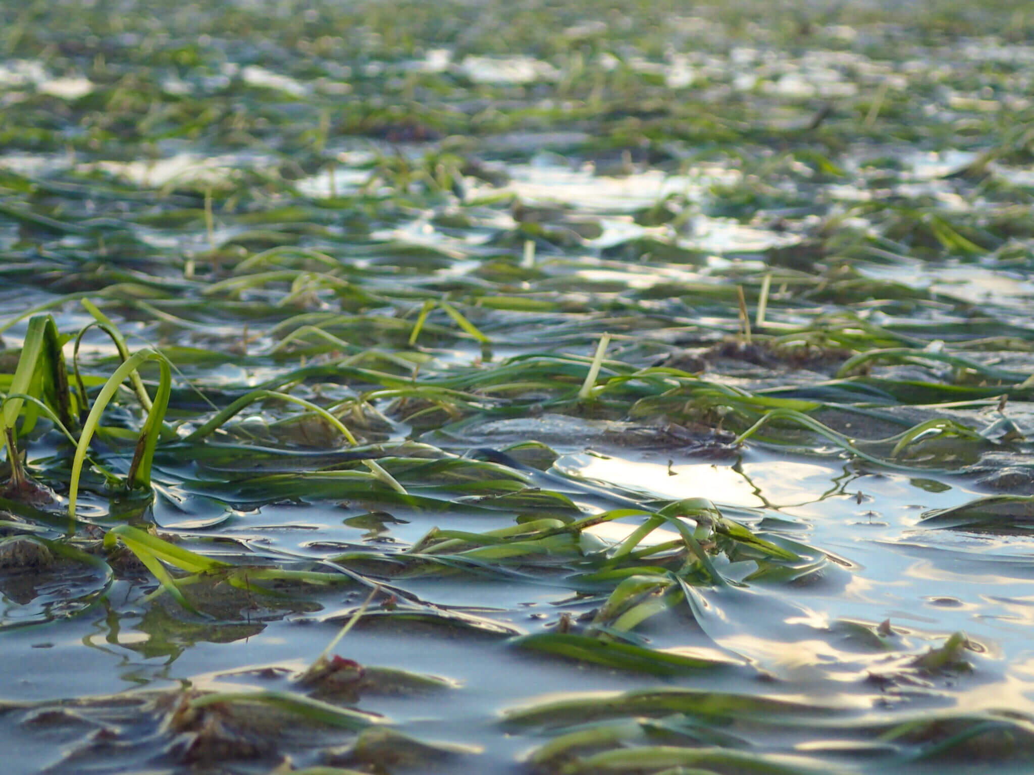 Why Seagrass - Project Seagrass