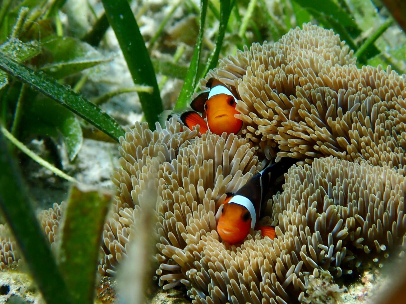 Careers - Project Seagrass