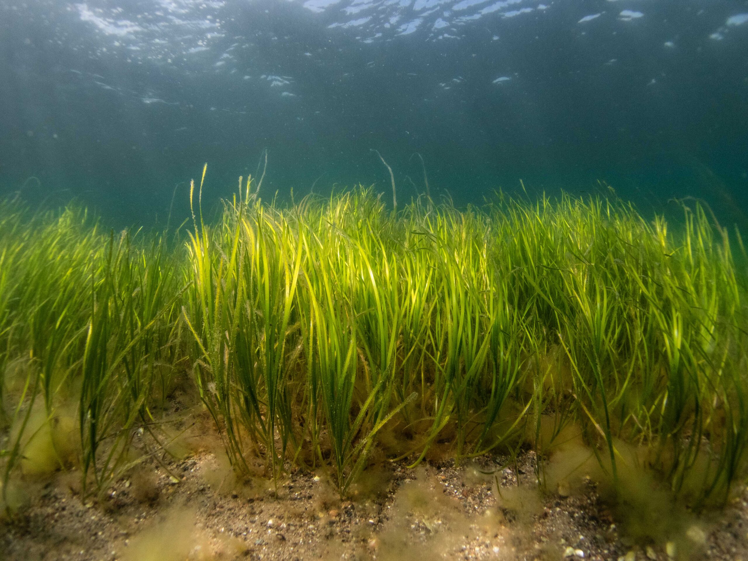 Tropical Atlantic - Project Seagrass
