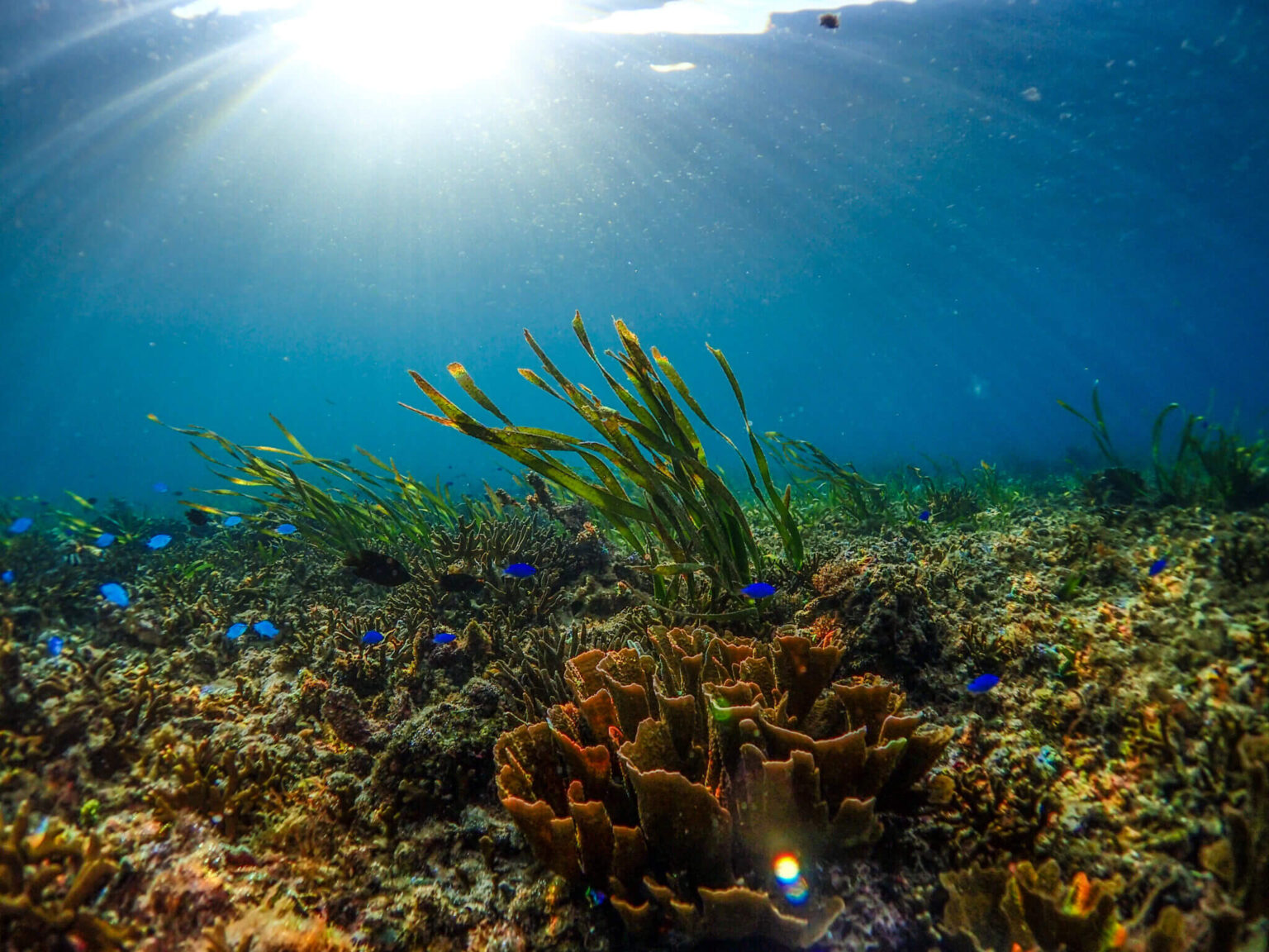 Contact Project Seagrass to help Save the World's Seagrass