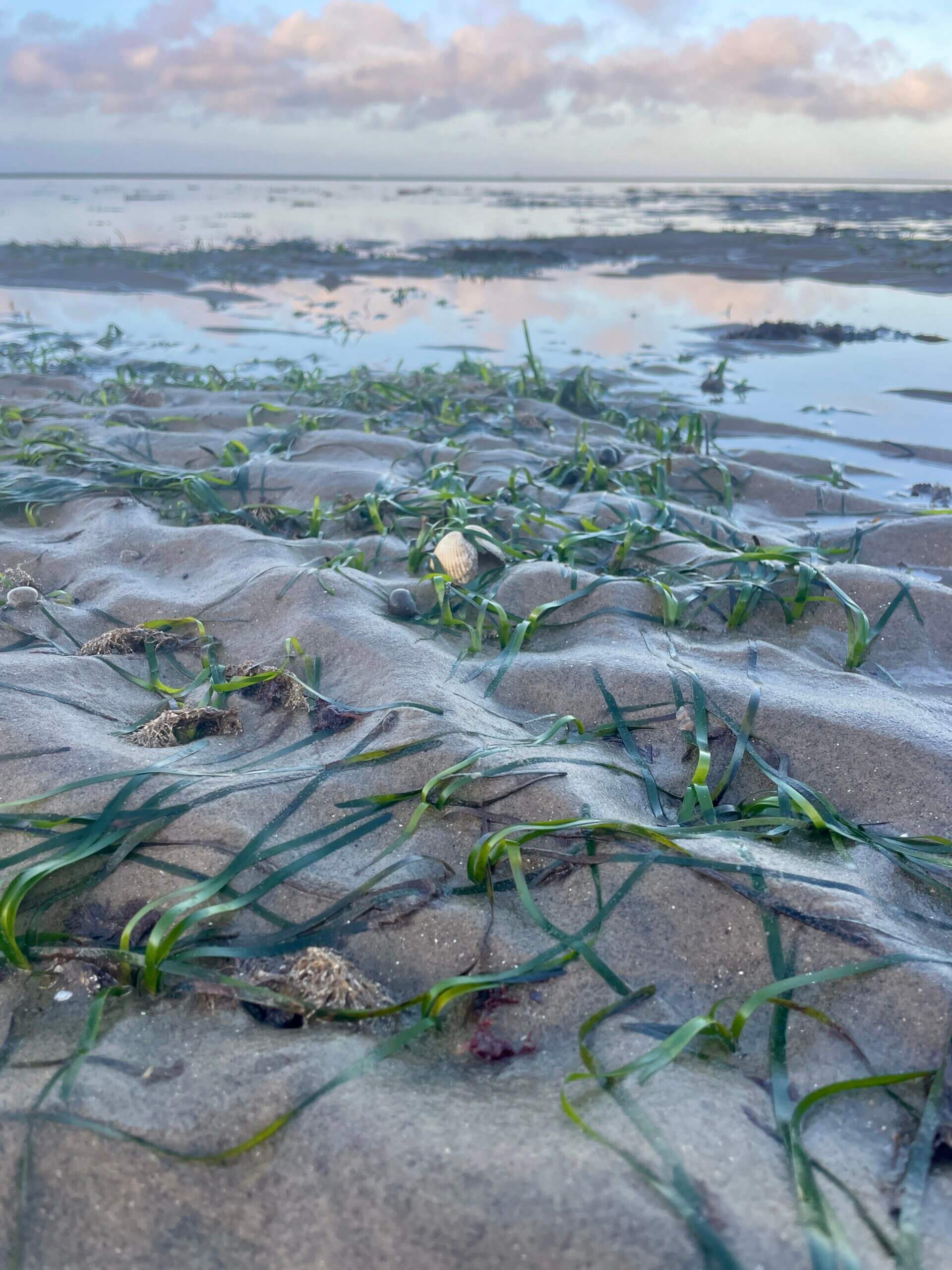 Making seagrass restoration more resistant to rising temperatures ...