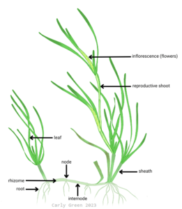 Why Seagrass - Project Seagrass