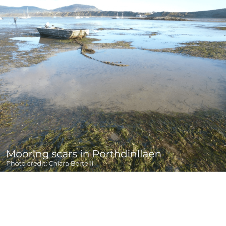 Advanced Mooring Systems - Project Seagrass