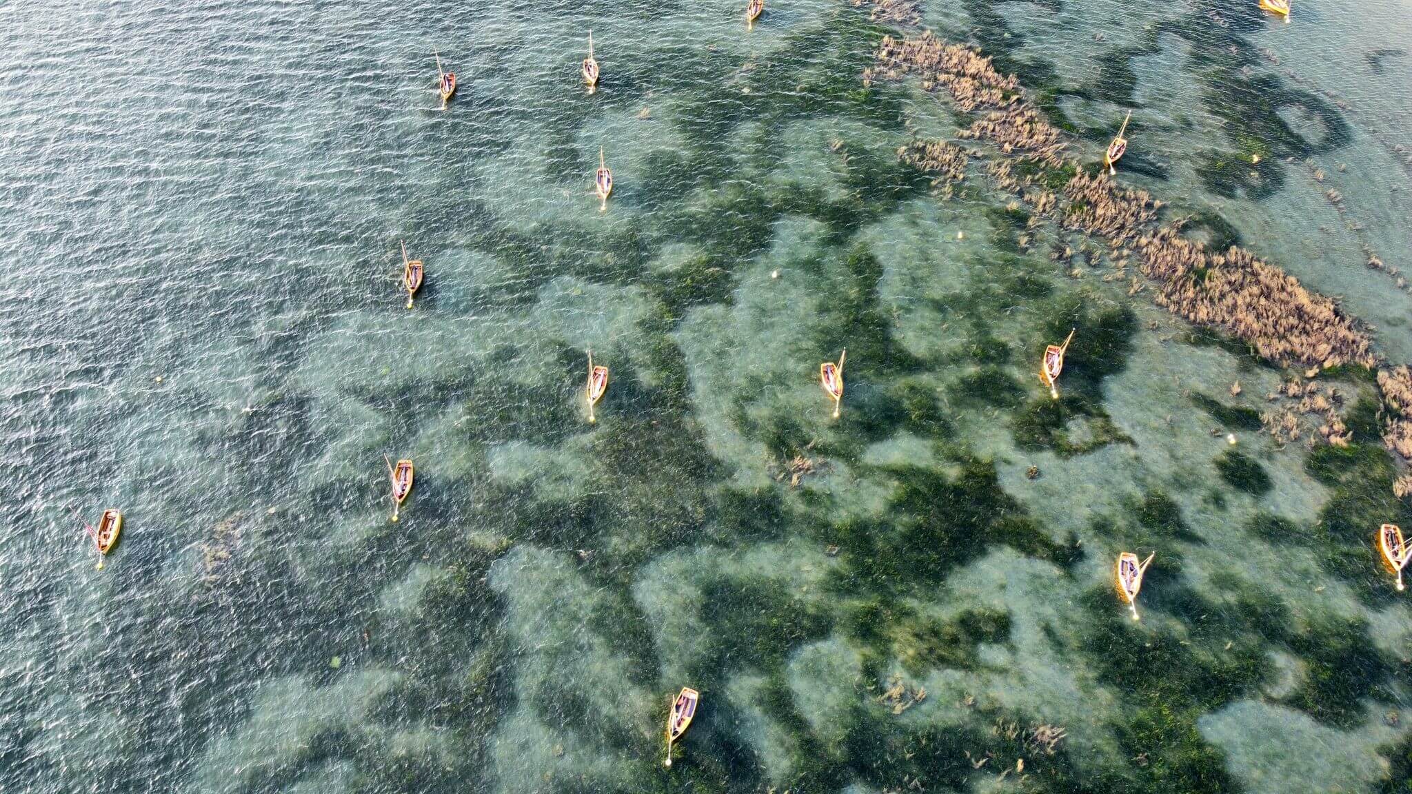 Advanced Mooring Systems - Project Seagrass