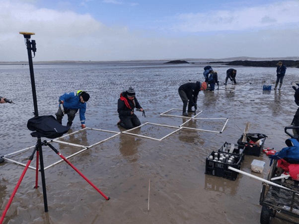 Homepage - Project Seagrass