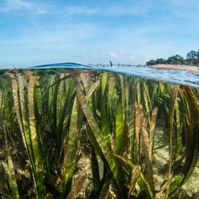 Scientists outline 10 golden rules for seagrass restoration | Project ...