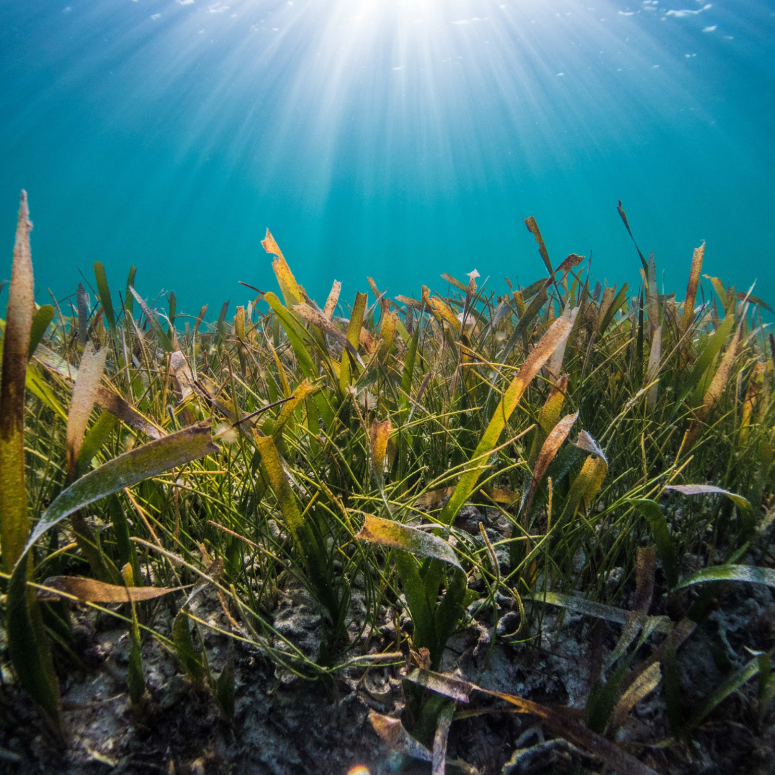Scientists outline 10 golden rules for seagrass restoration | Project ...