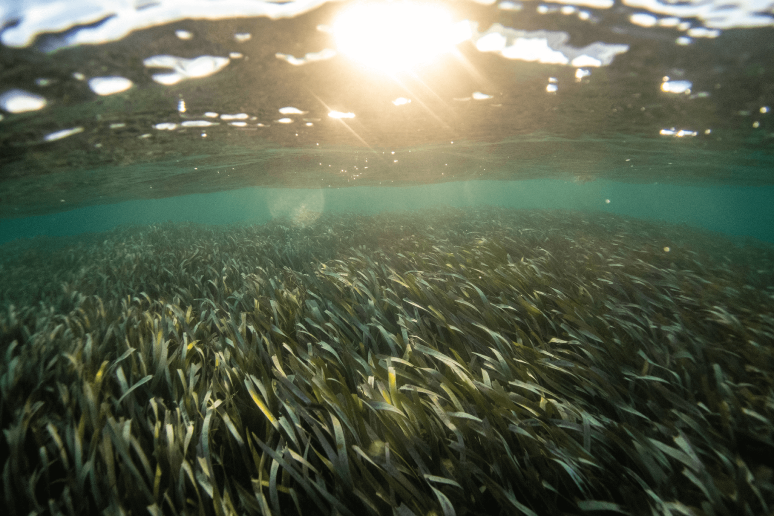 Scientists use fossils to assess the health of Florida's largest ...