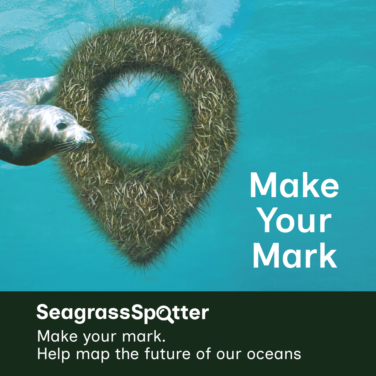 SeagrassSpotter: 10 years, 10,000 sightings - Project Seagrass