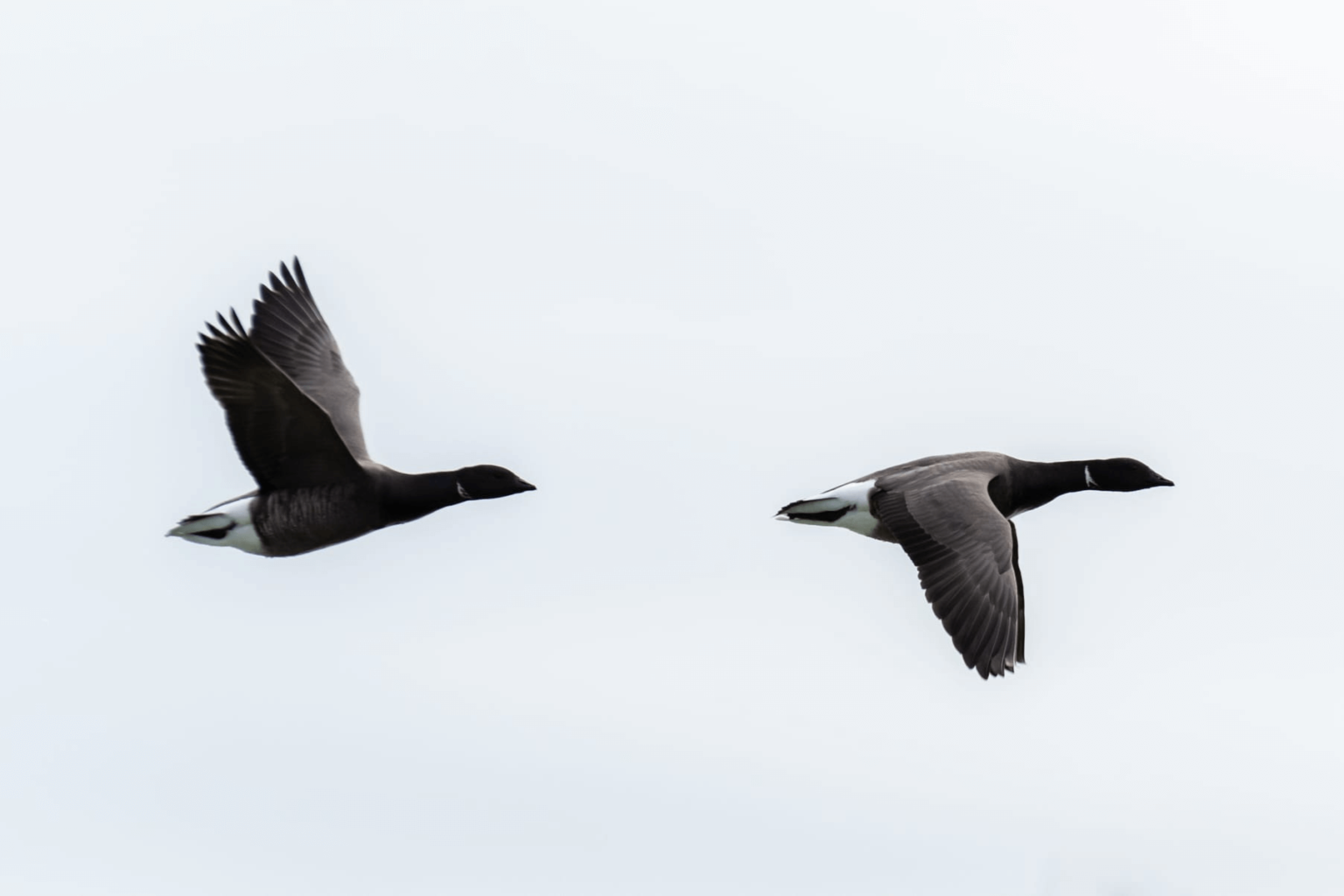 The Brent Goose: Creatures that call seagrass home | Project Seagrass